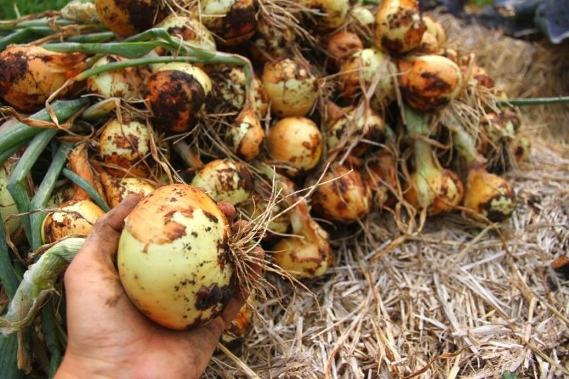 6 Heirloom Onions You Can Grow for Winter Storage • A Traditional Life