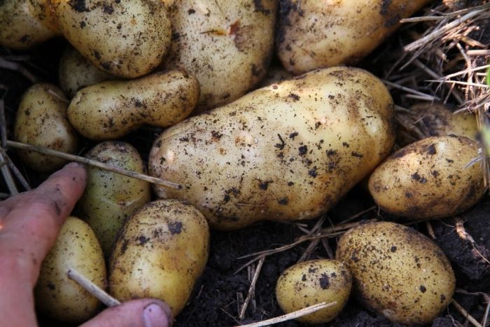 How to Store Root Vegetables Over Winter