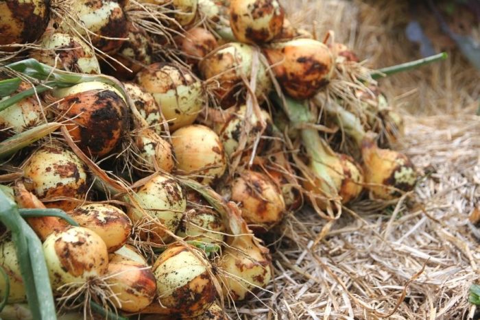 How to Harvest, Cure and Store Onions for Winter • A Traditional Life