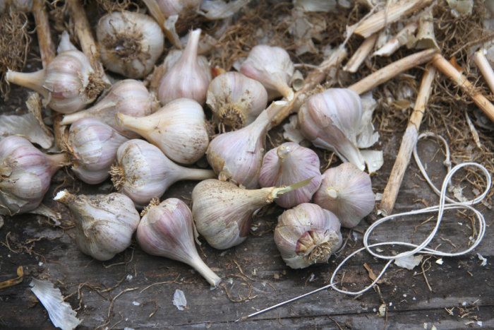 How to String Garlic Bulbs • A Traditional Life