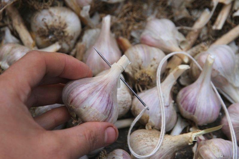 How to String Garlic Bulbs • A Traditional Life