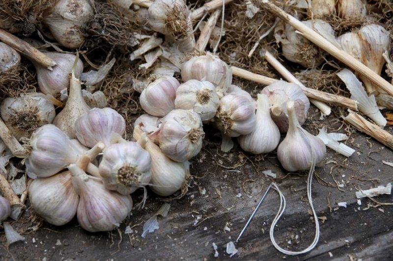 How to String Garlic Bulbs • A Traditional Life