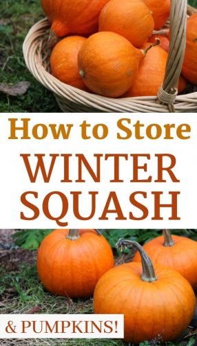 Simple Guide to Curing & Storing Winter Squash • A Traditional Life