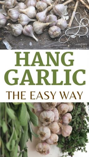 How to String Garlic Bulbs • A Traditional Life