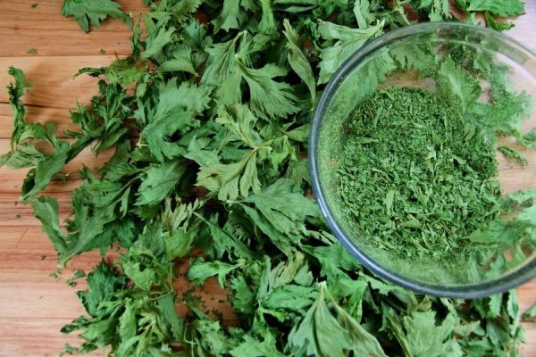 Dehydrate and Make Celery Leaf Powder • A Traditional Life