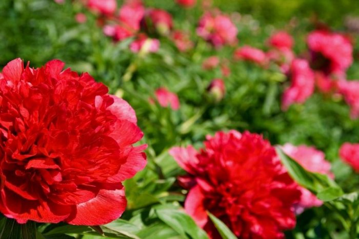 12 Old Fashioned Flowers from Anne of Green Gables • A Traditional Life