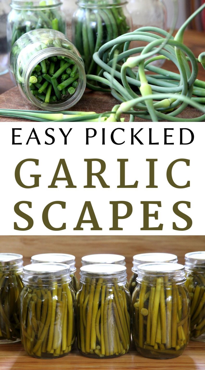 Canned Pickled Garlic Scapes • A Traditional Life