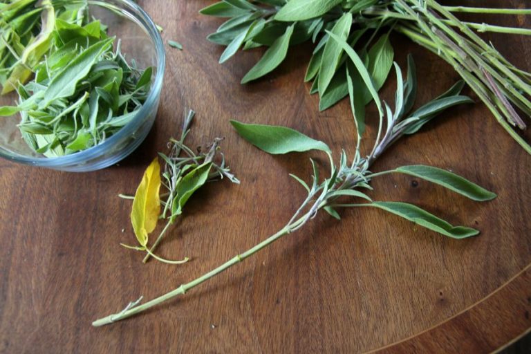 Easy Way to Dry Sage for Winter • A Traditional Life