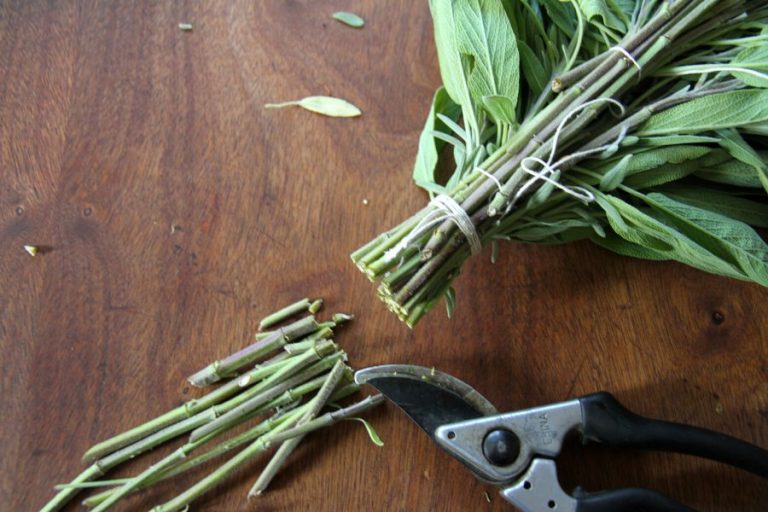 Easy Way to Dry Sage for Winter • A Traditional Life