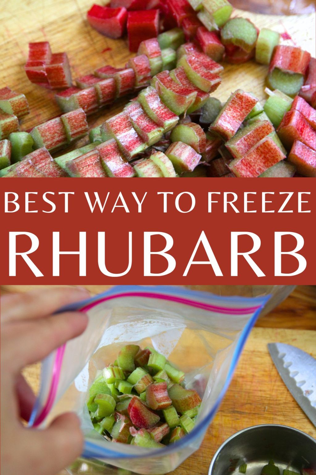 How to Harvest and Freeze Rhubarb for Winter Use • a traditional life