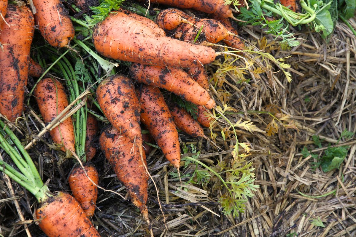 easy-way-to-plant-and-grow-carrots-from-seed • a traditional life