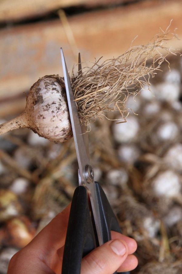 How to Harvest, Dry and Store Hardneck Garlic • A Traditional Life