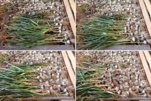 How to Harvest, Dry and Store Hardneck Garlic • A Traditional Life
